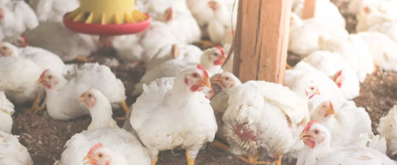 Lifeline Poultry Case study | Livine